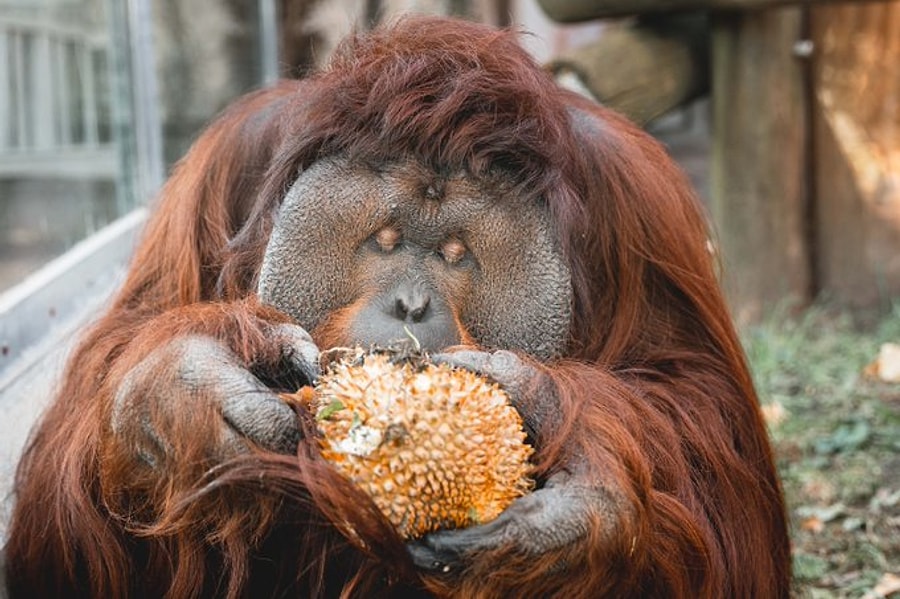Dünyanın En Kötü Kokulu Meyvesi Durian - Onedio