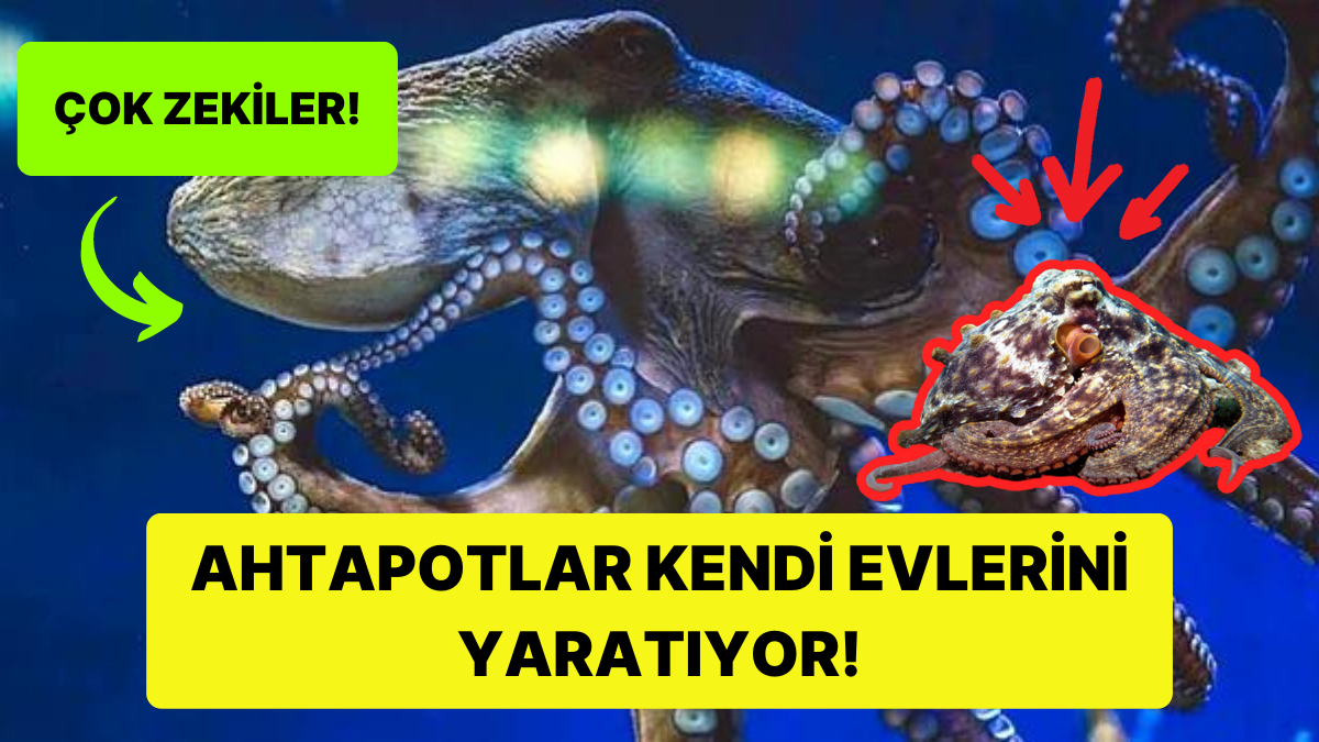 Ahtapotların Yarattığı Gizeli Oclantis Şehri - Onedio