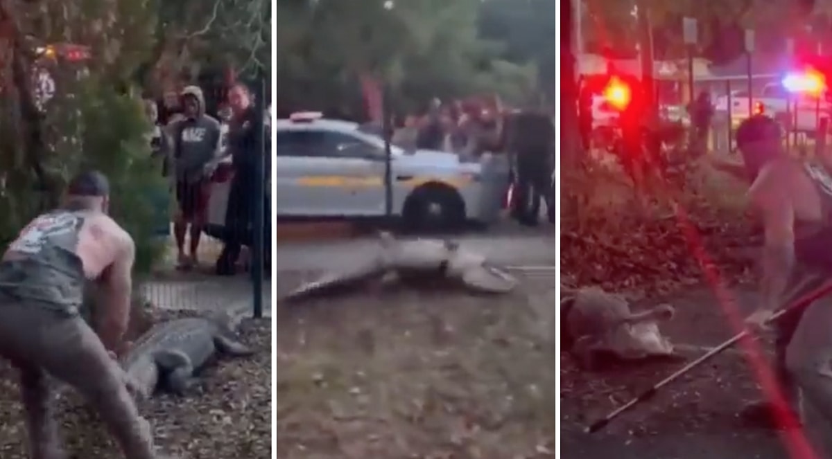 MMA Dövüşçüsü Mike Dragich'in İlkokulun Önündeki Timsahı Yakalamaya ...