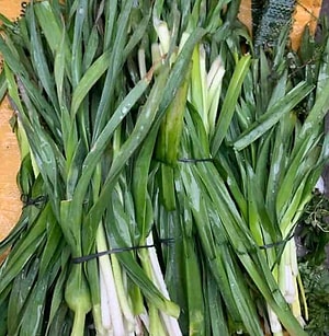 Kömen Otu Nasıl Tüketilir? - Onedio