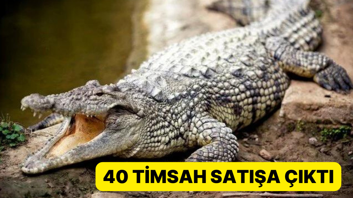 Bakanlıktan Satılık Timsah: 3 Milyon Lira Tazminat Ödendi - Onedio