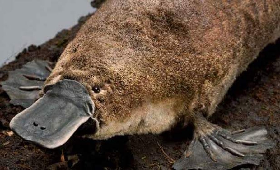 Ornitorenk Nedir? - Onedio