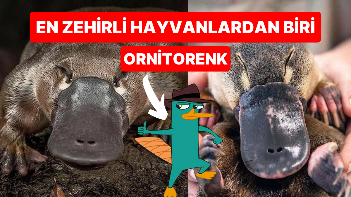 Ornitorenk Nedir? - Onedio