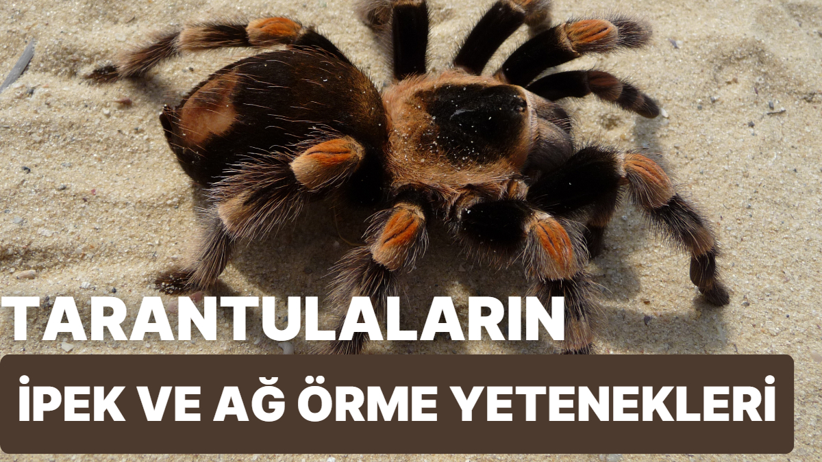 Tarantulaların İpek ve Ağ Örme Yetenekleri Yok mu? - Onedio