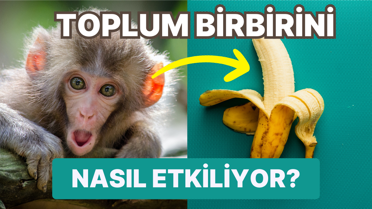 Beş Maymun Deneyi - Onedio