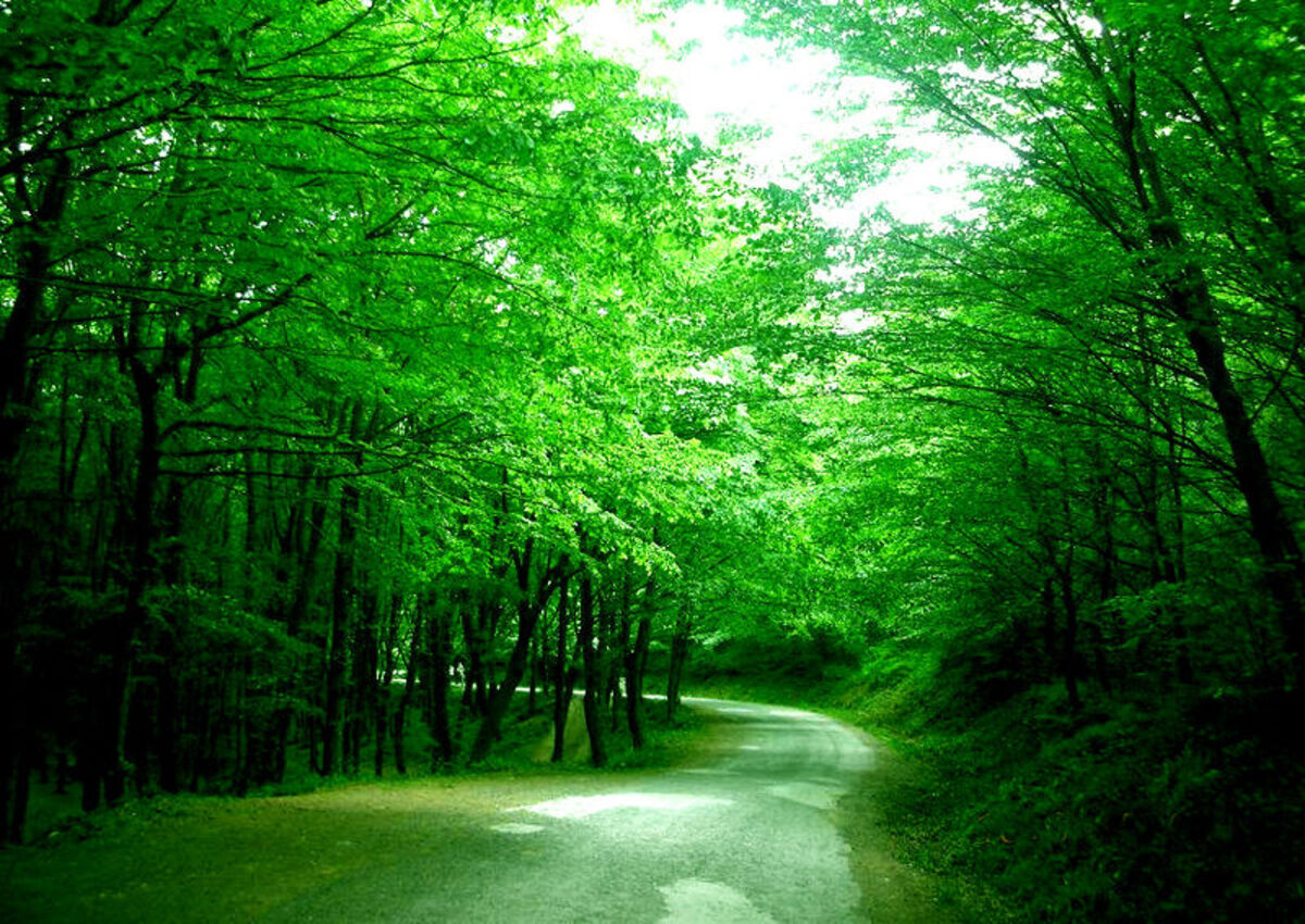 Belgrad Forest: Istanbul's Natural Sanctuary - Onedio