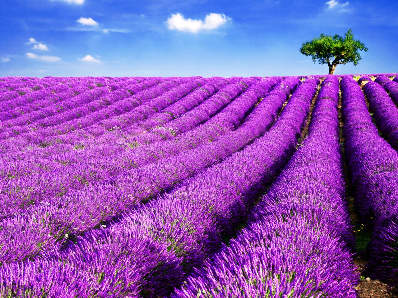 The Lavender Fields of Turkey: A Hidden Purple Paradise - Onedio