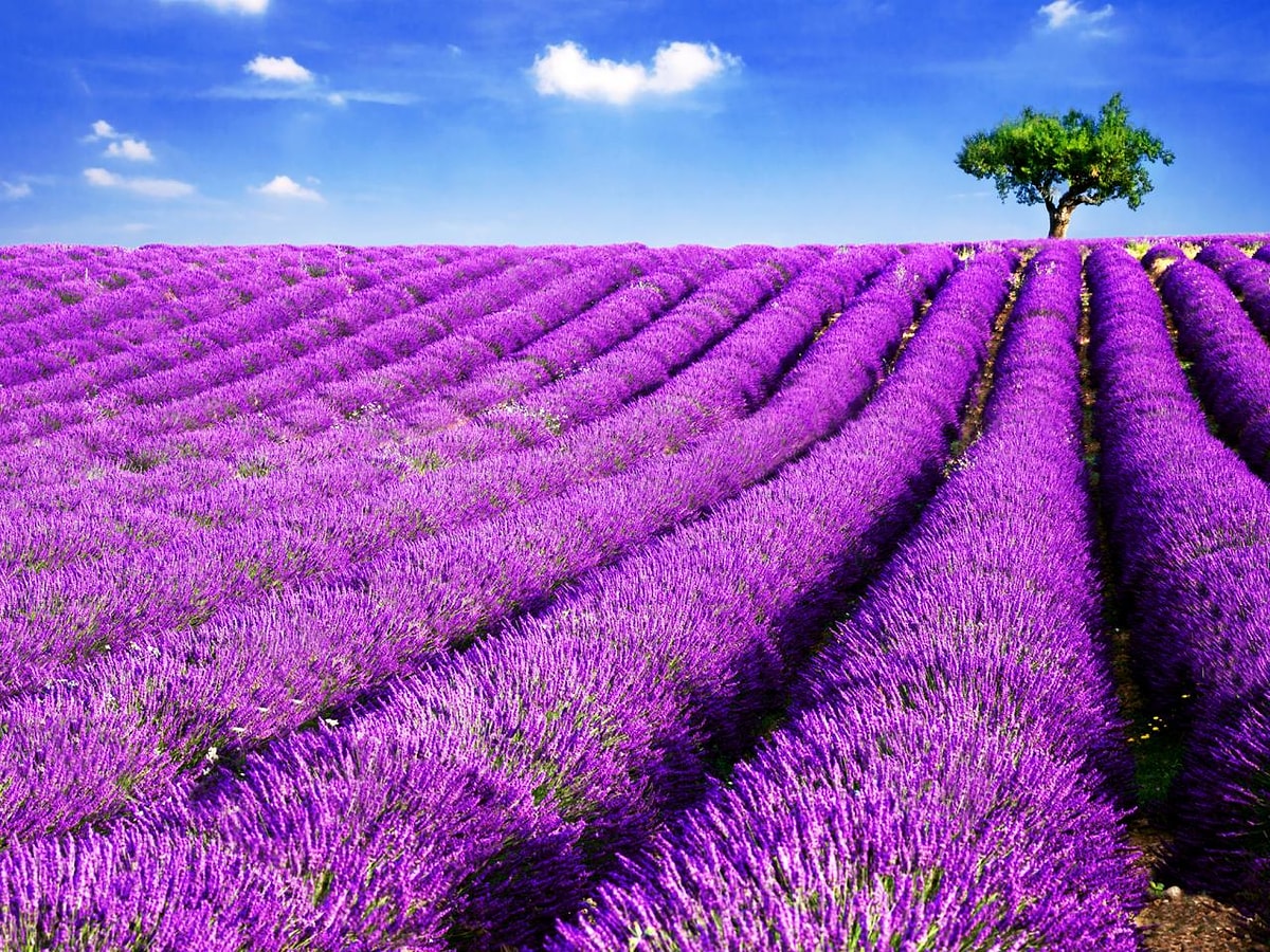 The Lavender Fields of Turkey: A Hidden Purple Paradise - Onedio