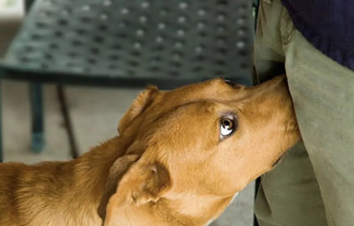 Köpekler Neden İnsanların Bacak Arasını Koklar? - Onedio