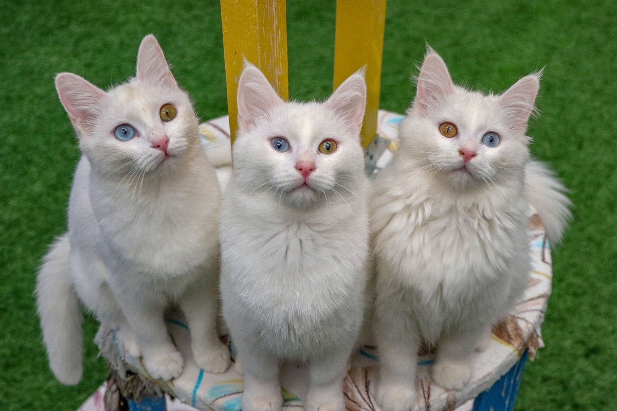 Van Cat House Villa: A Sanctuary for the Unique Feline of Turkey - Onedio