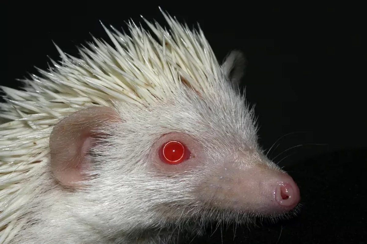 Sevimli ve Nadir Bulunan Albino Hayvanlar - Onedio