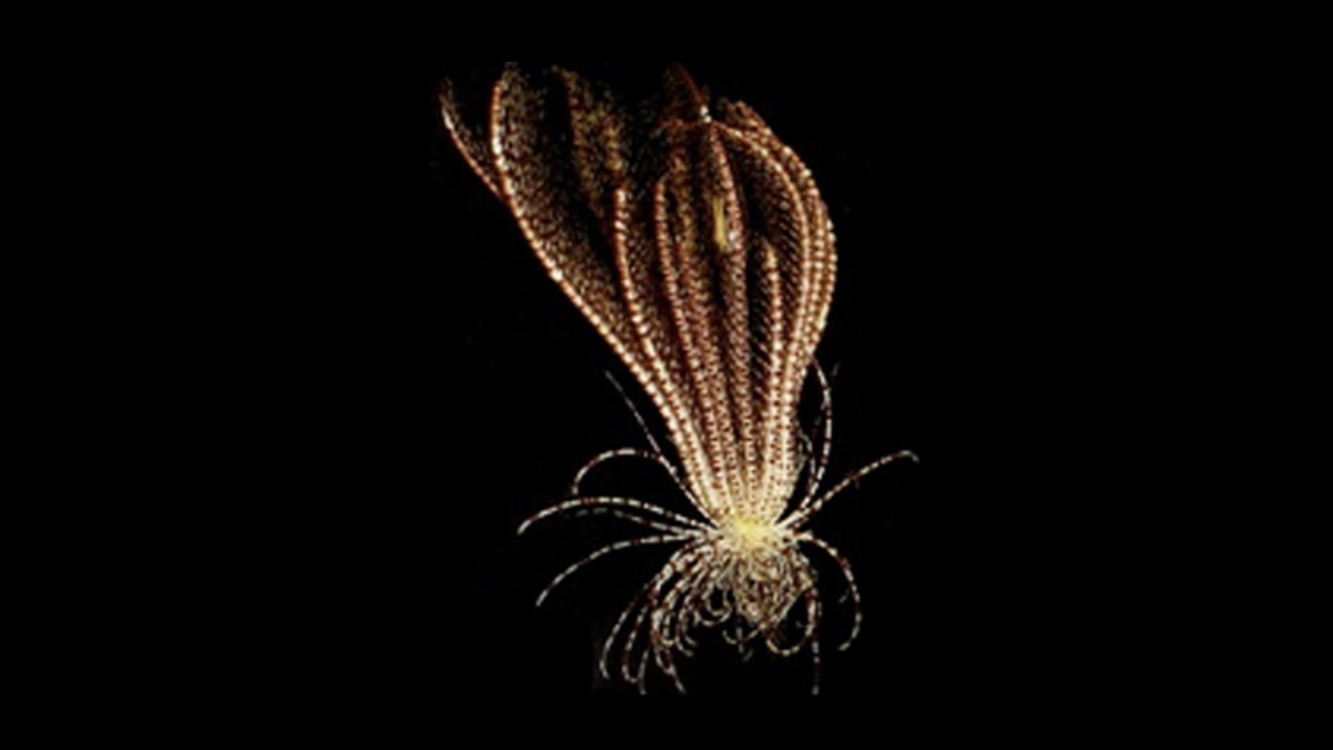 Antartika'da İnsanın İçini Ürperten Keşif: 20 Kolu Var - Onedio