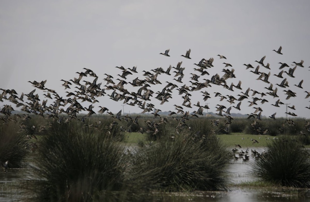 The Kızılırmak Delta Bird Sanctuary : Samsun's Natural Paradise - Onedio