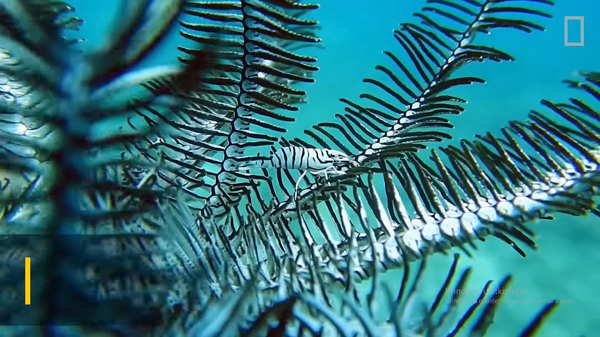 Yeni Bir Canlı Türü Ortaya Çıktı - Onedio