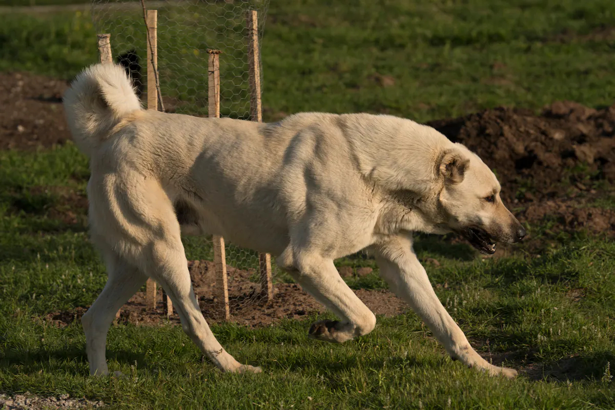 Turkish Kangal Dog: Turkey's Guardian of the Flock