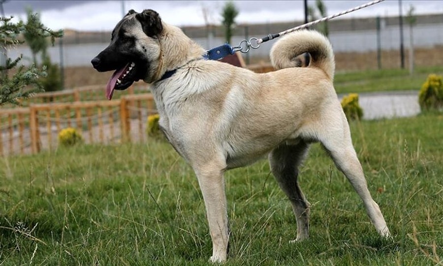Turkish Kangal Dog: Turkey's Guardian of the Flock - Onedio