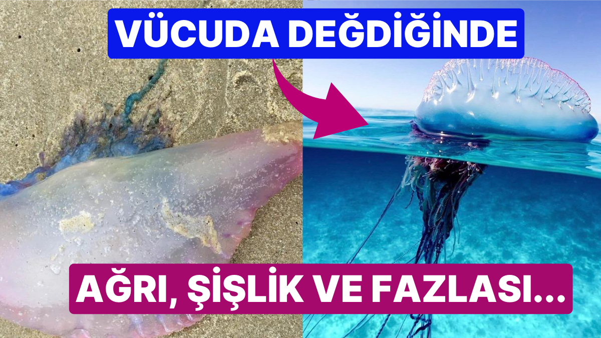 Physalia Physalis - Onedio