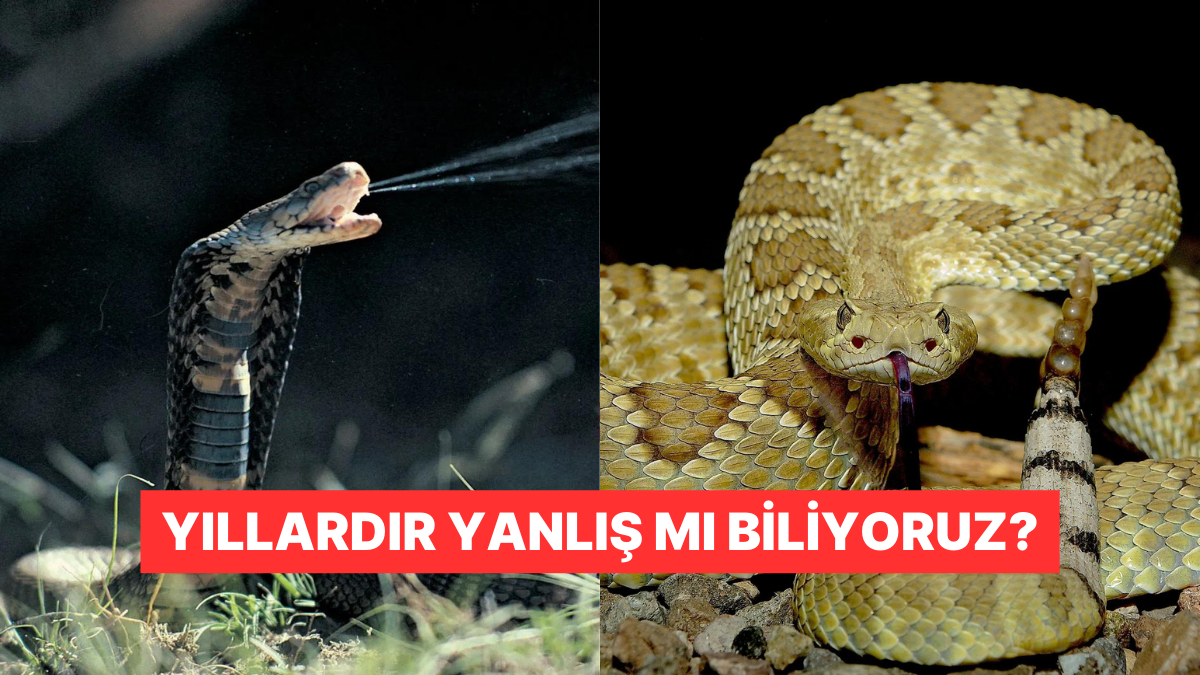 Yılan Zehri Emerek Çıkarılabilir Mi? - Onedio