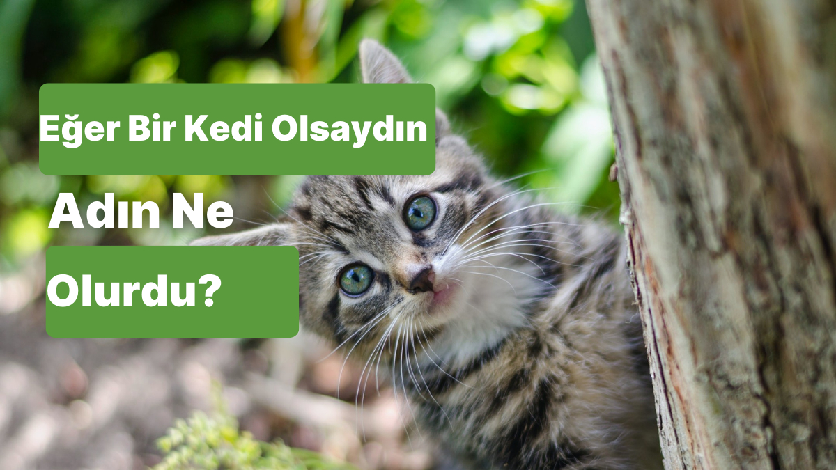 Bir Kedi Olsaydın Adın Ne Olurdu? - Onedio