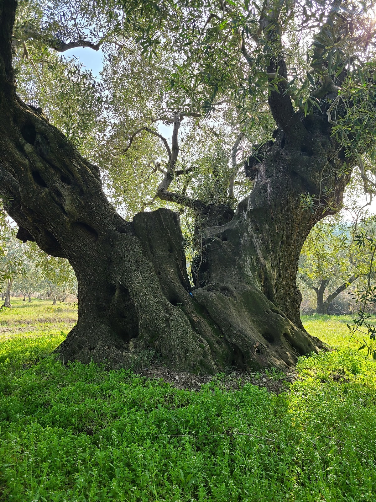 Her Bir Zeytin Ağacını Son Ağaç Gibi Korumamız Gerektiğini Gösteren 7 ...