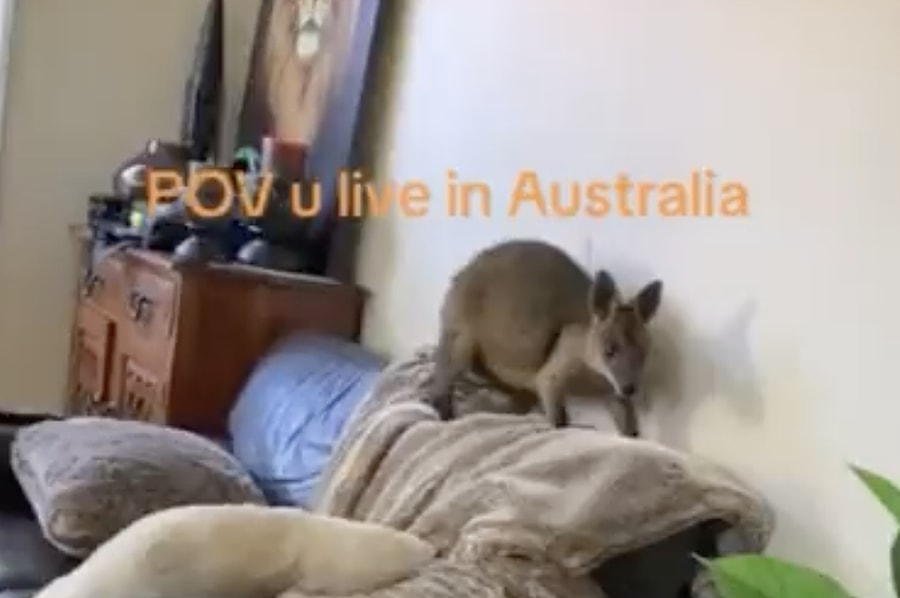 Avustralya'da Bir Eve Giren Yavru Kanguru Ev Sahiplerine Gergin Anlar Yaşattı - Onedio