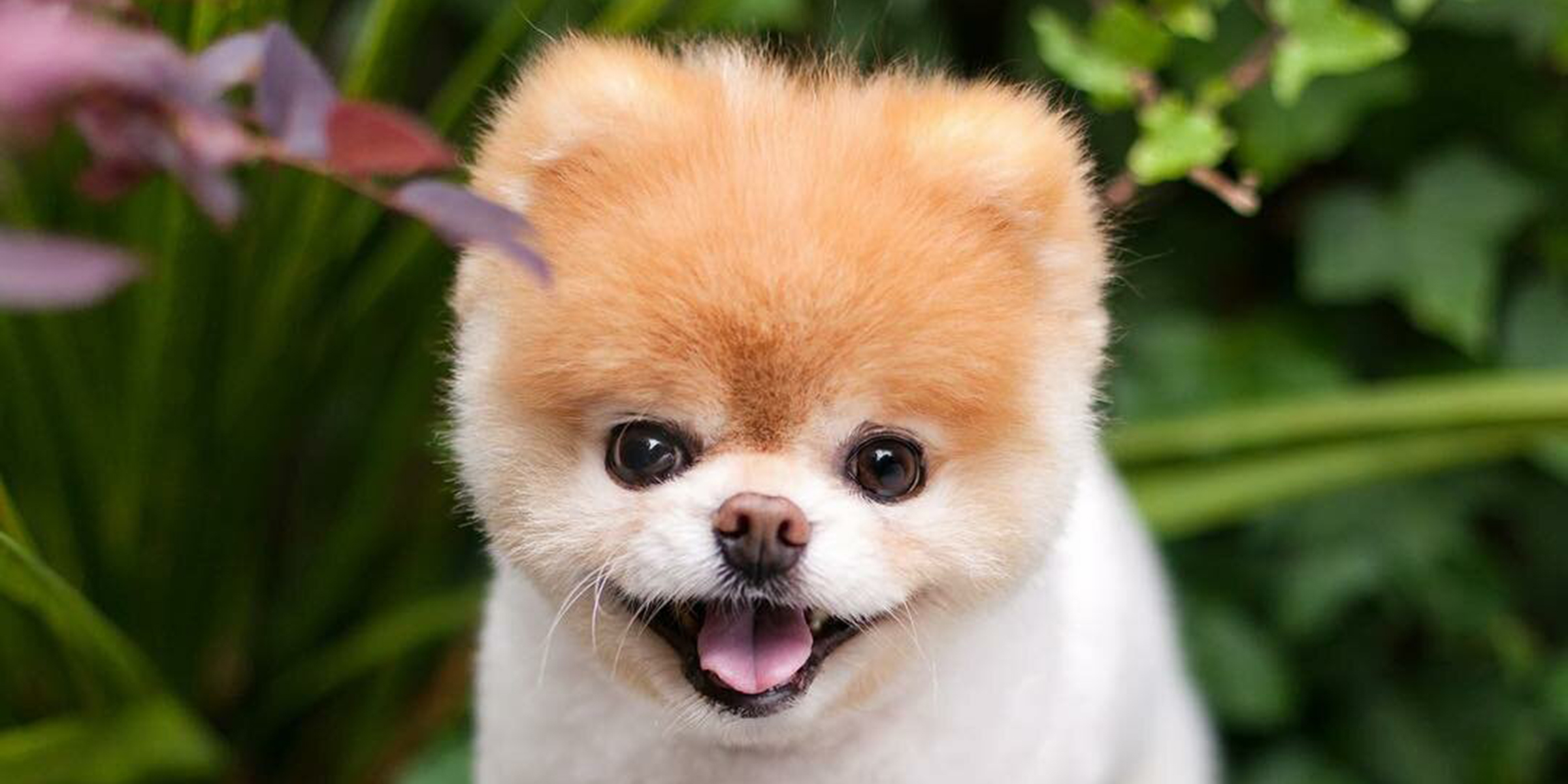 Furry & Famous: 10 Animals That Captured Our Hearts and Headlines - Onedio