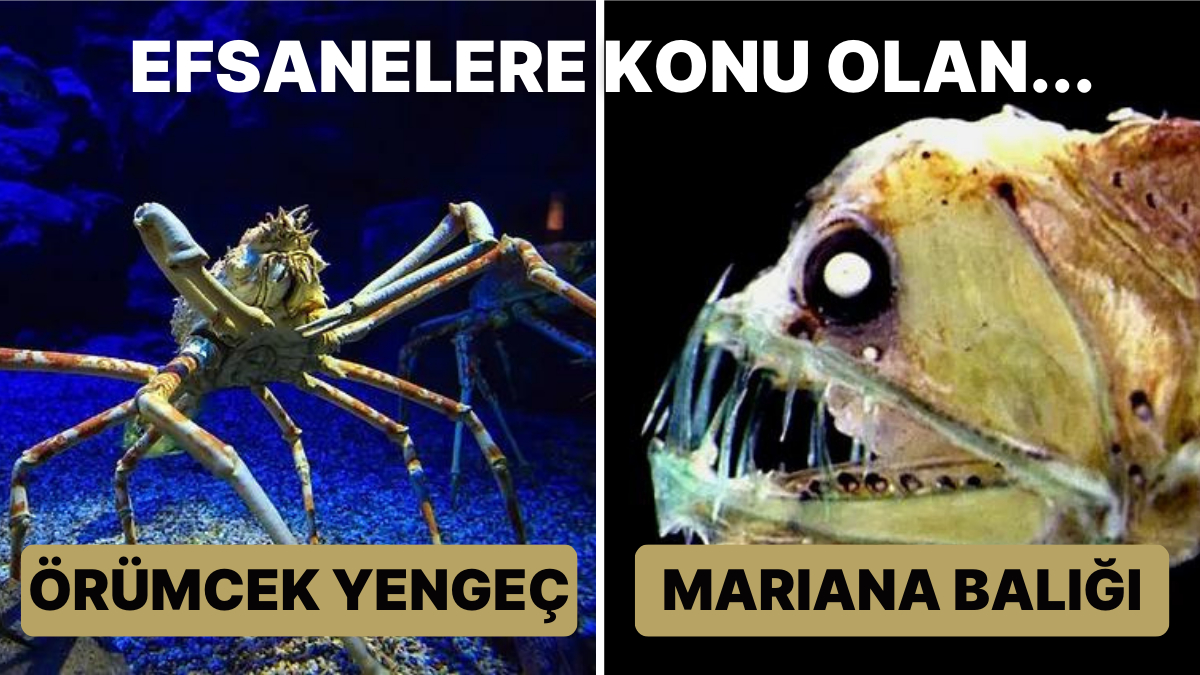Okyanusun O Kadar Derininde Yaşıyorlar ki Gün Işığını Hiç Görmediler ...