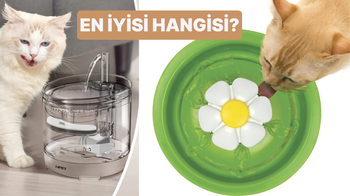 Kedi Suluk Modelleri & Su Pınarı Fiyatları - Onedio