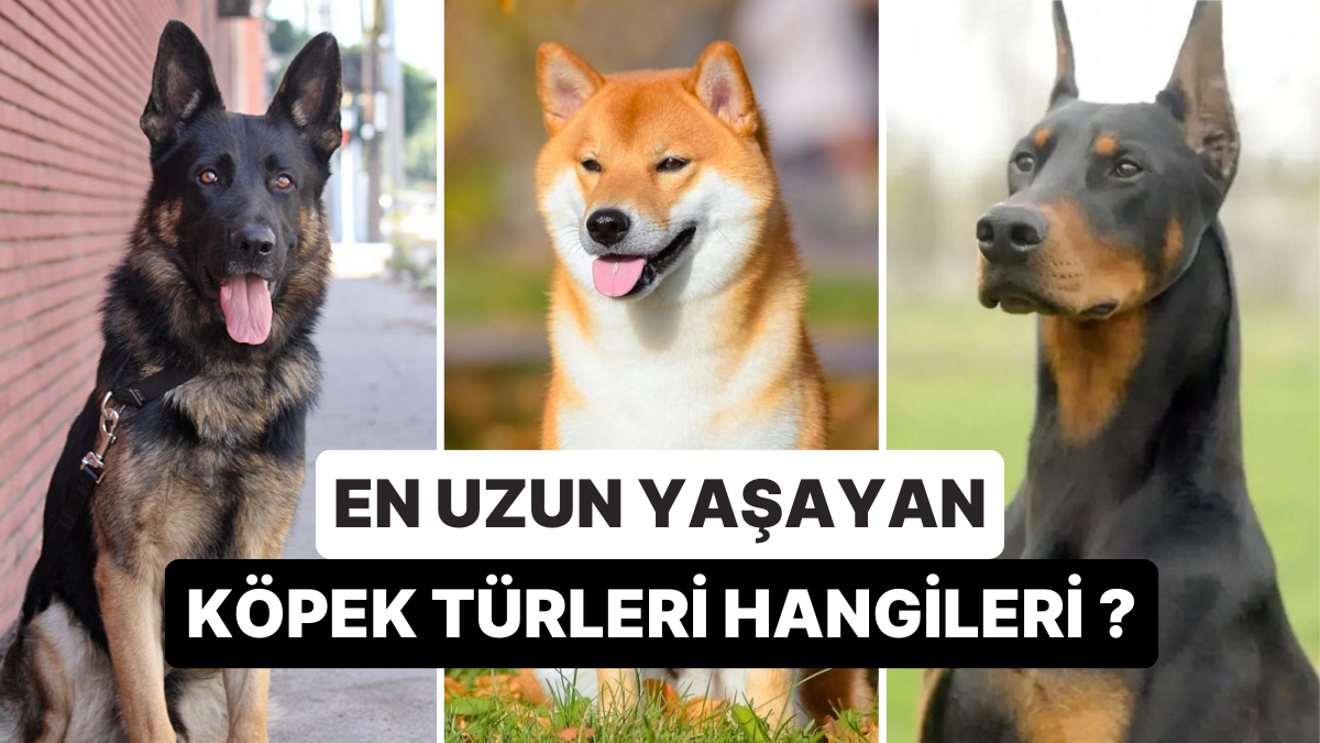 Köpeklerin Yaşam Süreleri Üzerine Yapılan Araştırma Hangi Irkların En Uzun Süre Yaşadığını ...