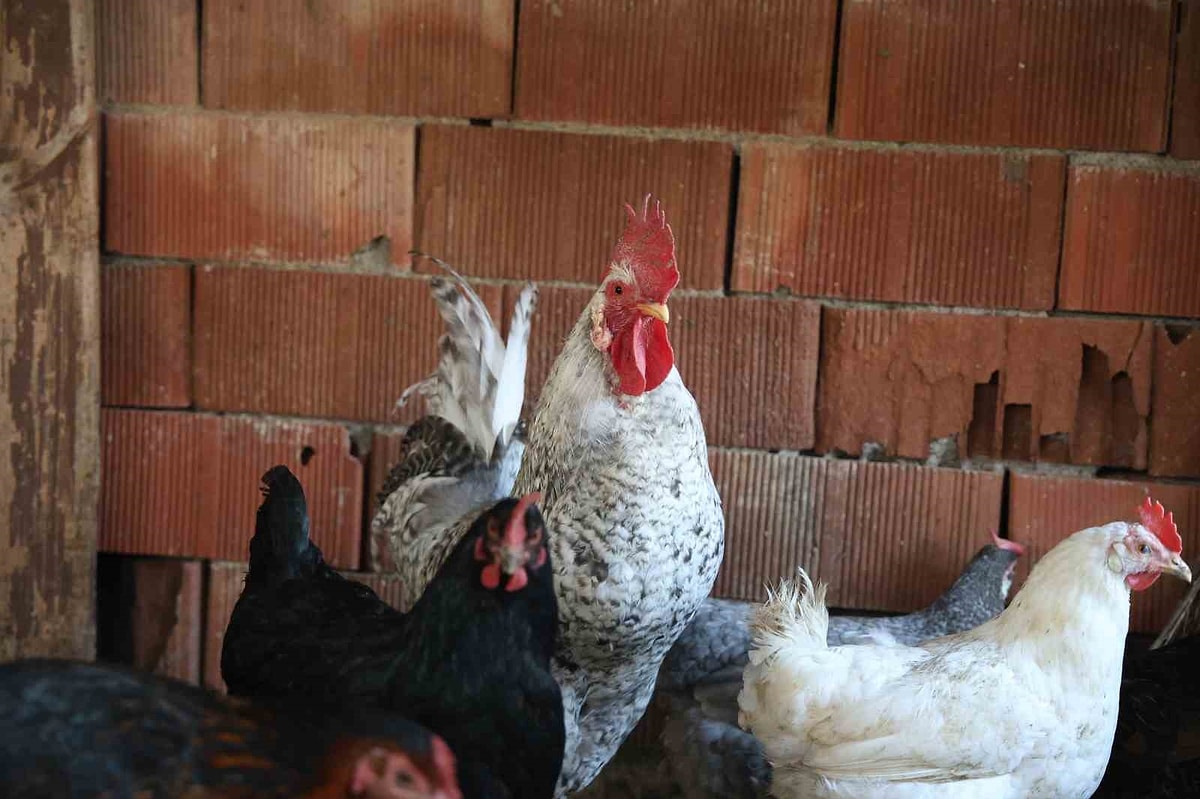 Şaka Değil Gerçek: Kesilmek Üzere Olan Horoz 'Anne' Diye Bağırdı - Onedio