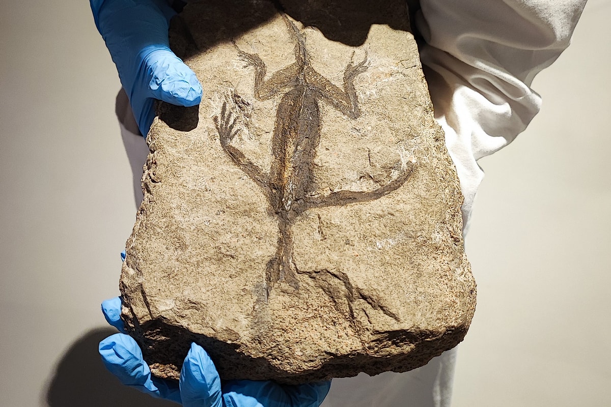 Ödüllü Fosilin Boyama Olduğu Anlaşıldı! - Onedio