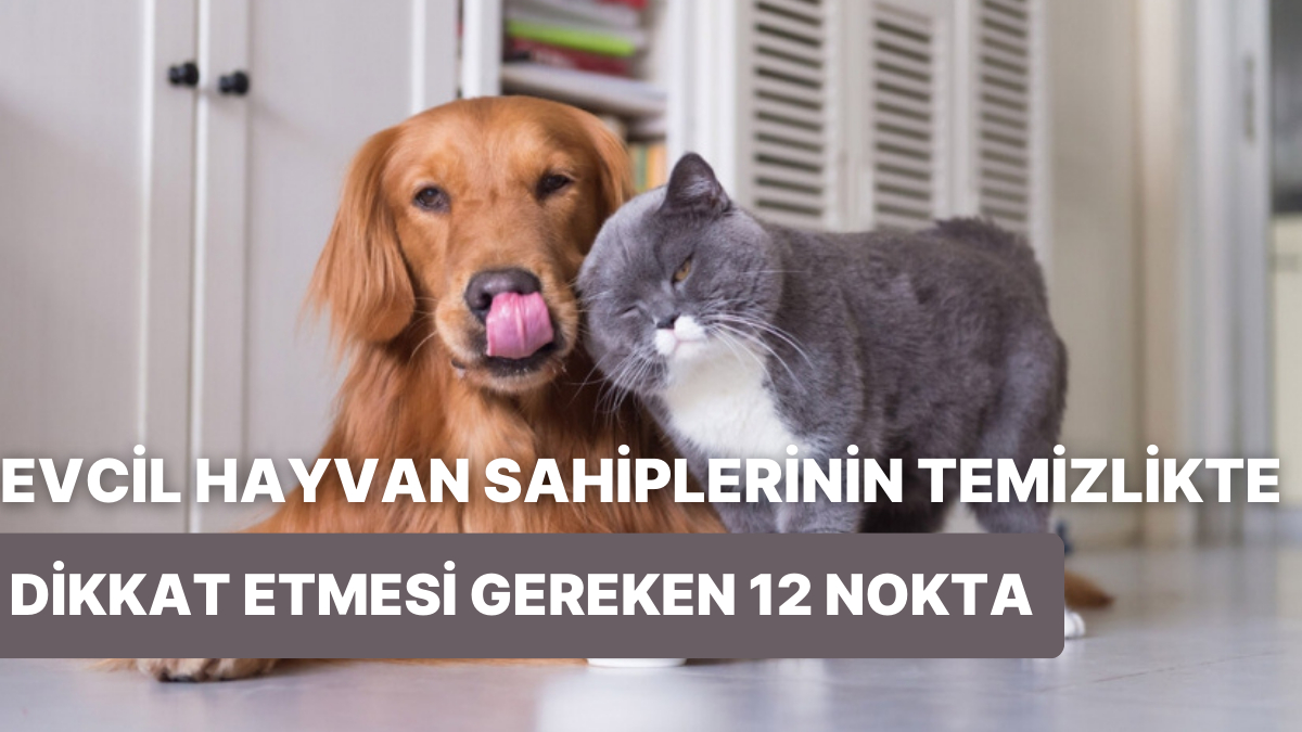 Evcil Hayvanı Olanların Ev Temizliğinde Dikkat Etmesi Gereken 12 Şey ...