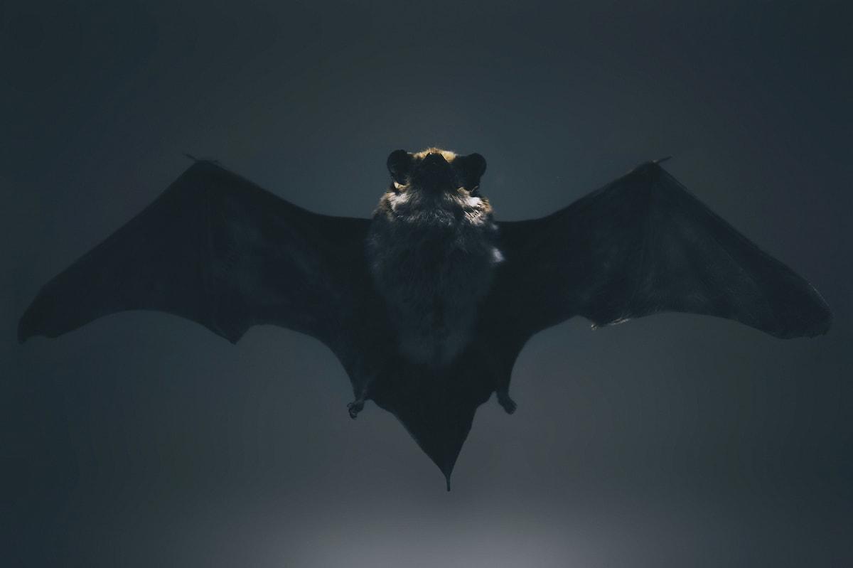 Engineers' Dream Comes True: Science World Speaks of Talking Robot Bat ...