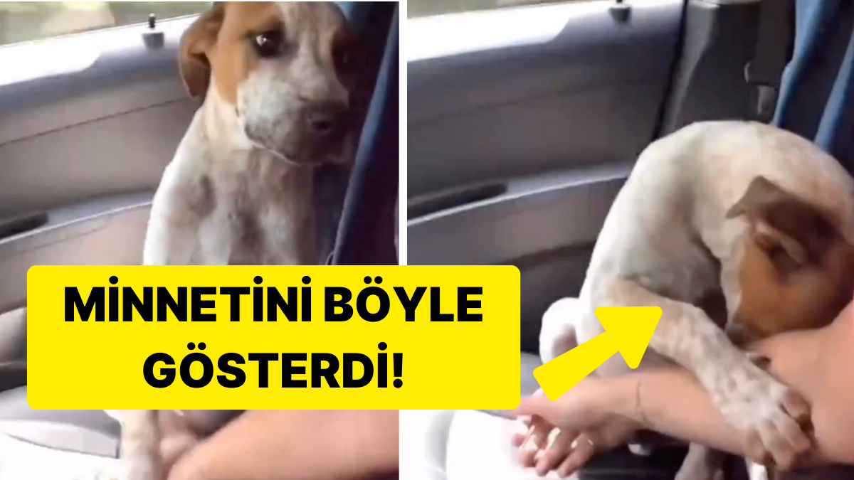 Karşılıklı Ağladılar: Barınaktan Sahiplenilen Köpeğin Minneti Sizi ...
