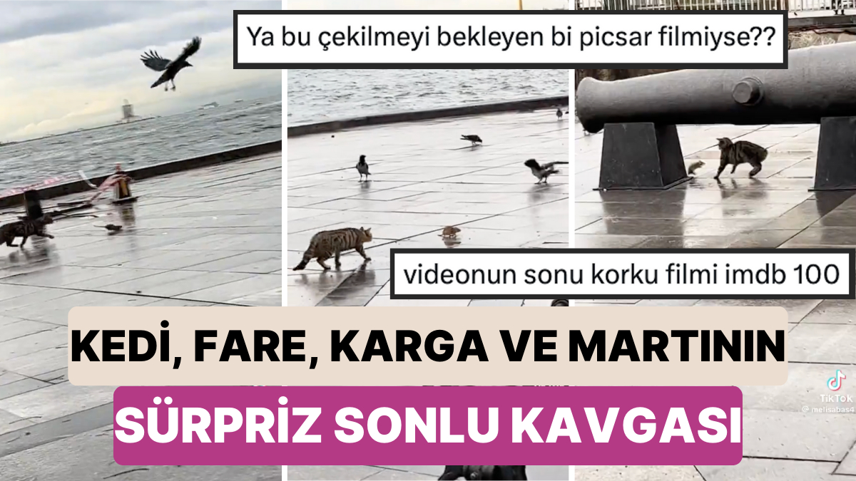 İstanbul'da Çizgi Film Sahnesi Gibi Görüntüler:Tek Videoda Kedi, Fare ...