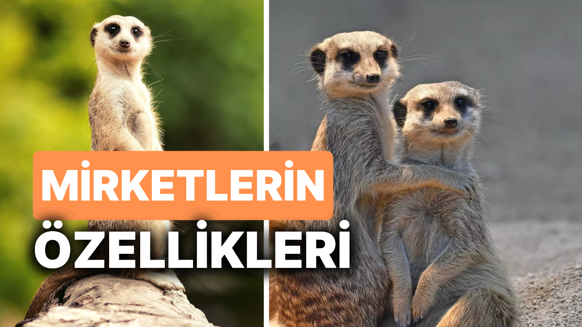 Mirketler Sevdiğini Başkasıyla Görünce Ölür mü? - Onedio