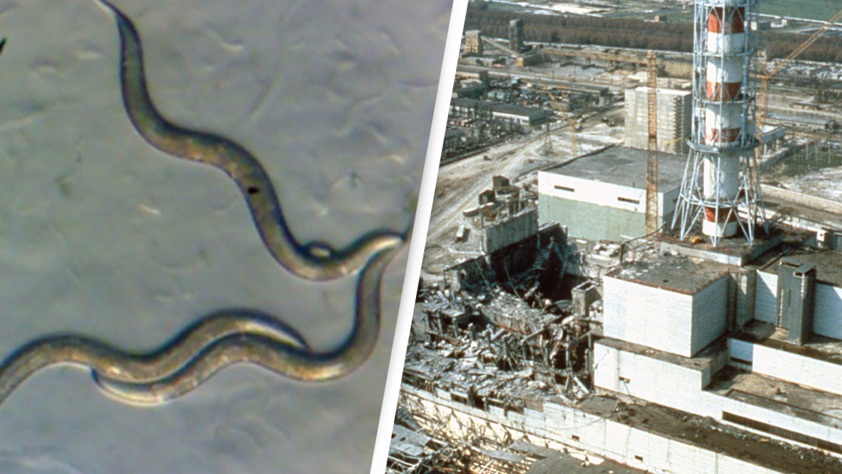 Radiation-Resistant "Super Worms" Discovered Near Chernobyl - Onedio