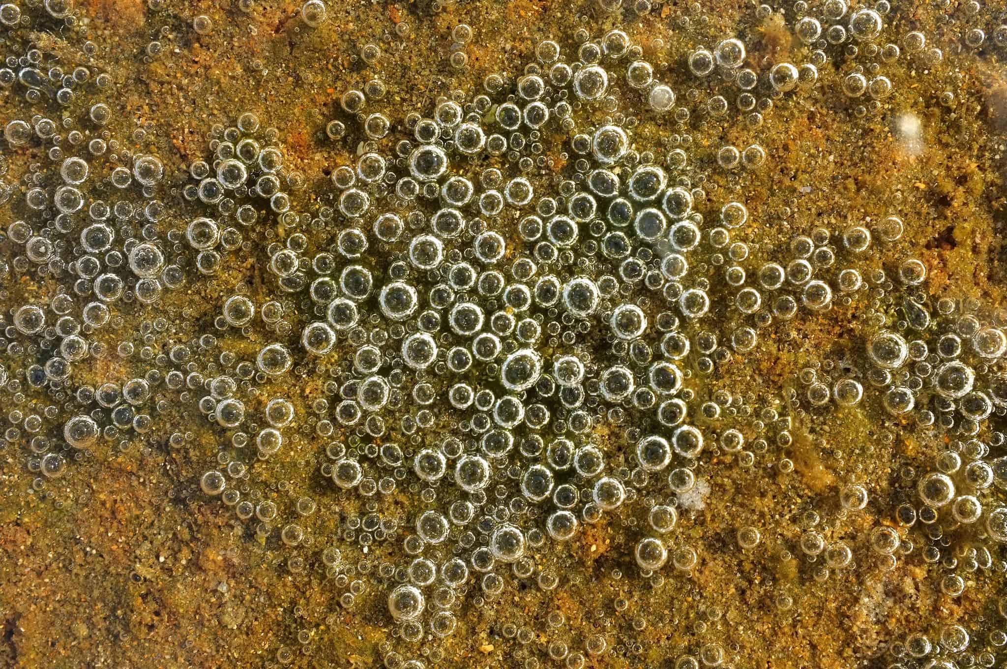 Scientists Discover "Desert Algae" That Could Survive on Mars - Onedio