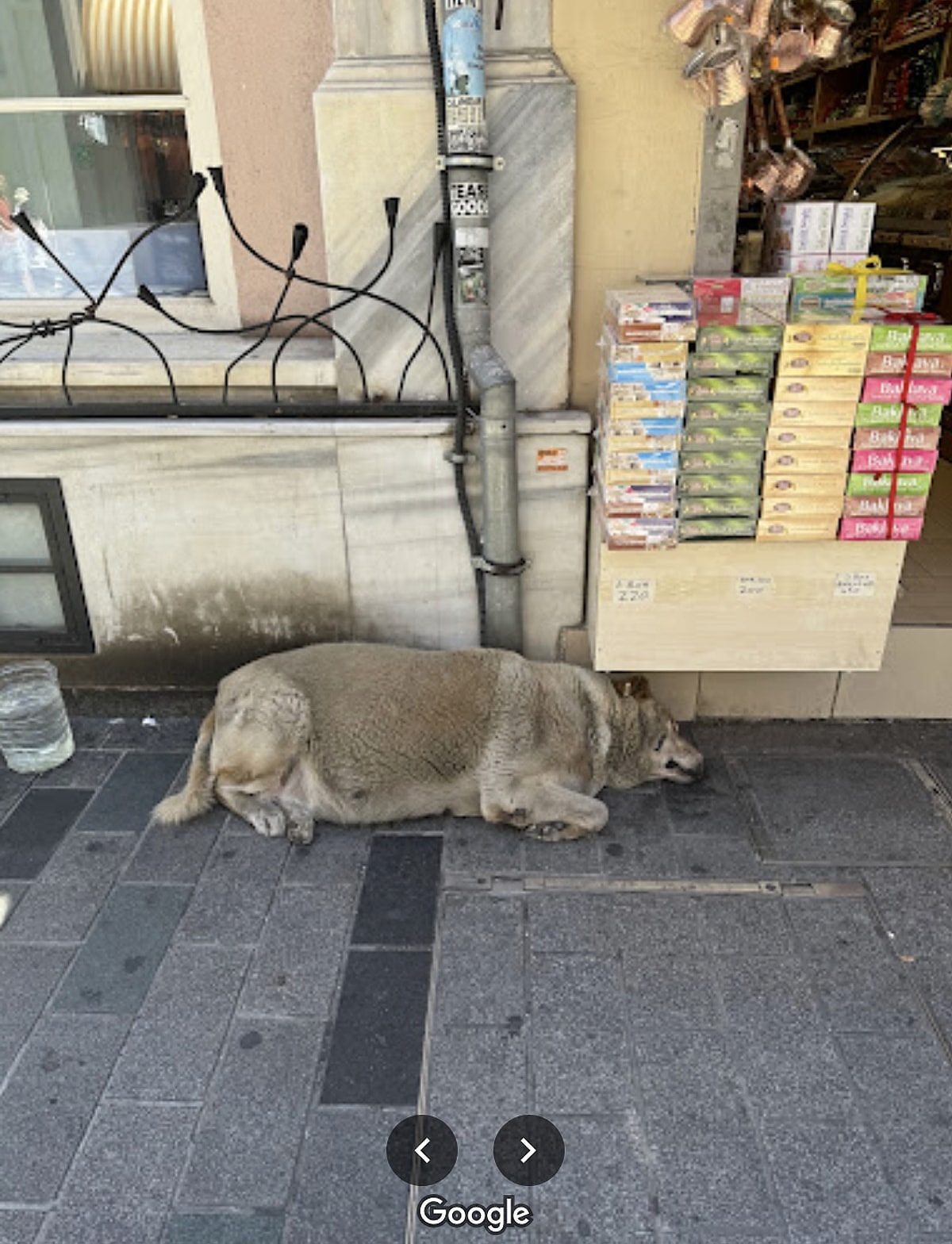 Dog Known as 'The Boulder' is Currently The Highest Rated Tourist ...