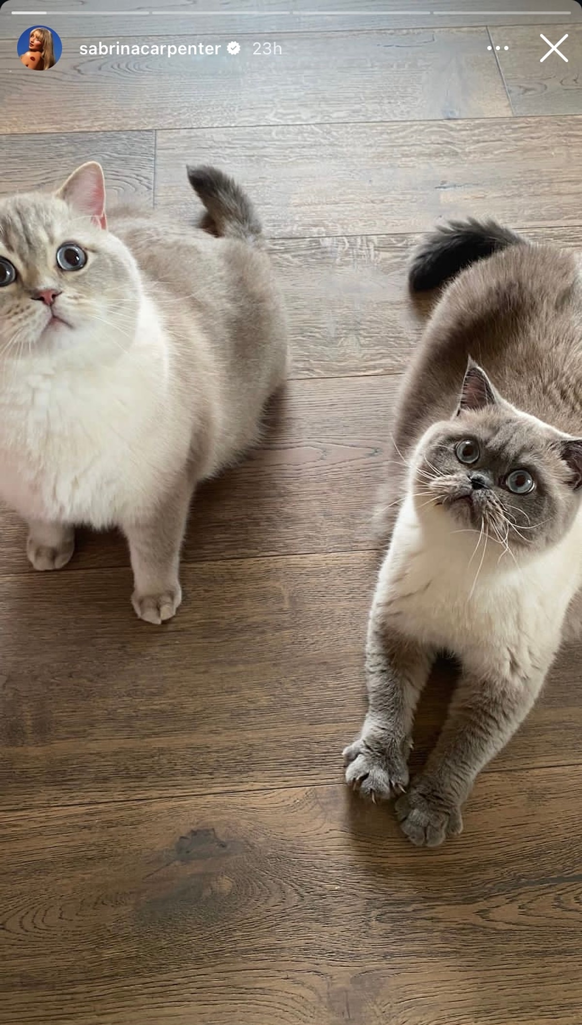 Podyumda Yürüyen Jenner'dan Carpenter'ın Kedisine 24 Eylül'de Yabancı ...