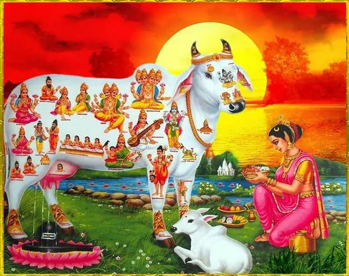 The Fascinating Reasons Behind the Sacred Status of Cows in India - Onedio