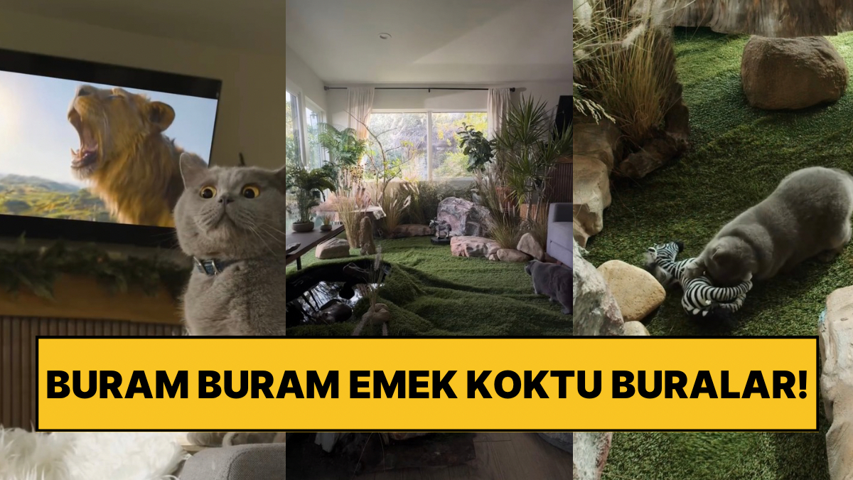 Aslan Kral Filmini İzleyen Kedisinin İlgisini Gören Adam Ormanı Eve ...