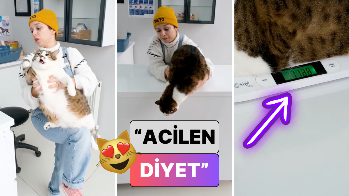 "Acilen Diyet": Veterinere Götürülen 11 Kiloluk Tombiş Kedi Veteriner ...
