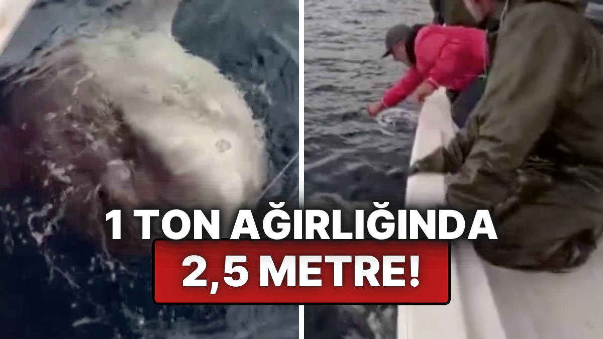 Gökçeada’da Balıkçı İlker Özdemir’in Oltasına 1 Ton Ağırlığında Ay ...