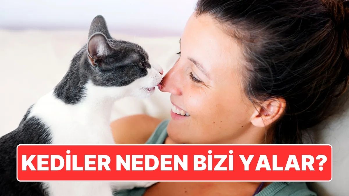 Kediler Neden Sahiplerini Yalar? - Onedio