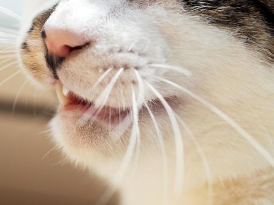 Kediler Neden Popo Koklar? - Onedio