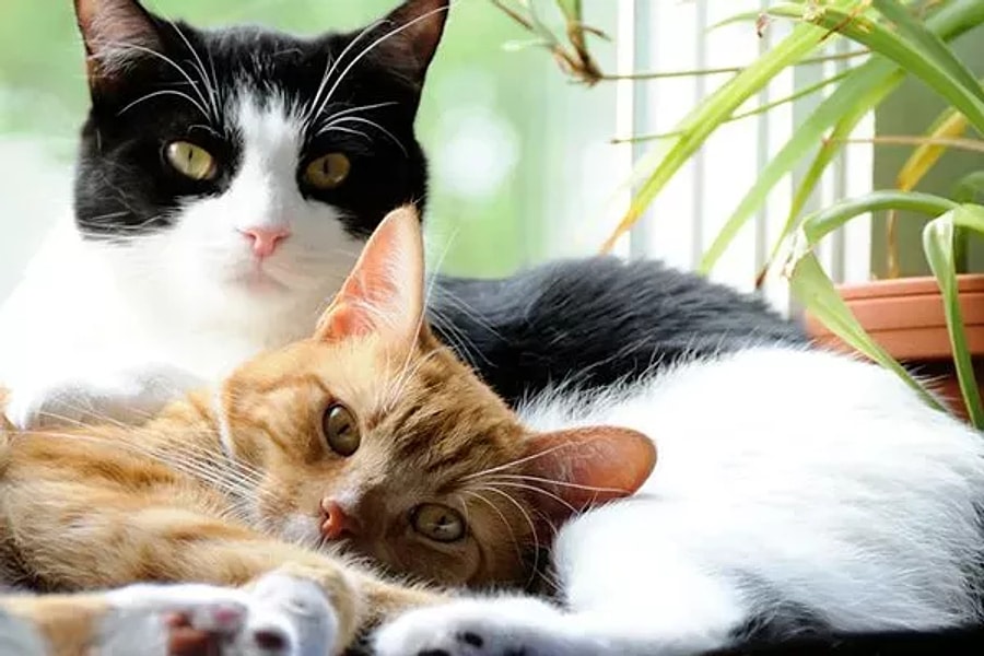 Kediler Neden Popo Koklar? - Onedio