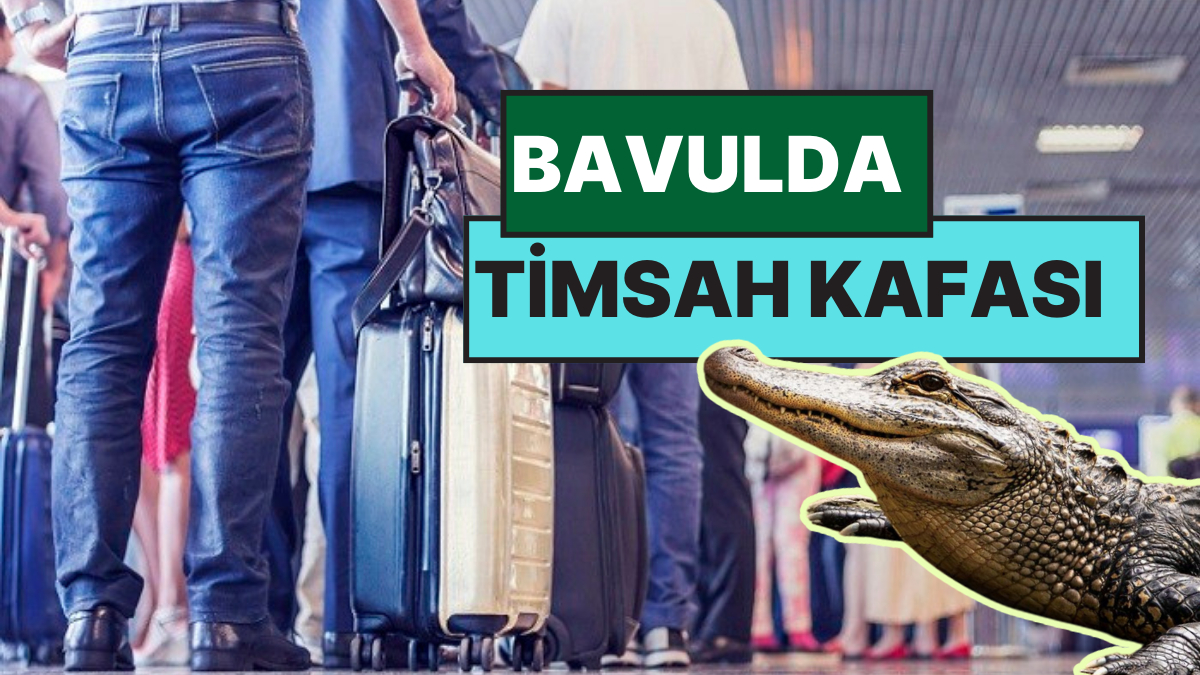 Uçağa Yetişmeye Çalışan Bir Yolcunun Bavulunda Koruma Altındaki Timsah ...