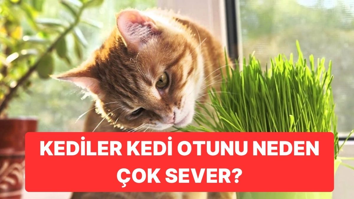 Kediler Kedi Otunu Neden Çok Sever? - Onedio