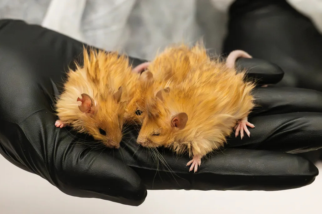 Woolly Mice: The First Step to Resurrecting Extinct Mammoths - Onedio